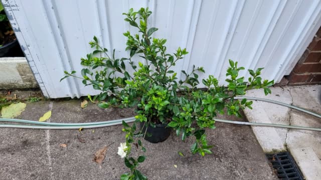 Very big and bushy gardenia Florida plant in 20cm pot | Plants ...