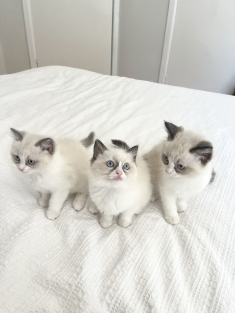 3 purebred 8 weeks bi colour ragdoll kittens | Cats & Kittens | Gumtree ...