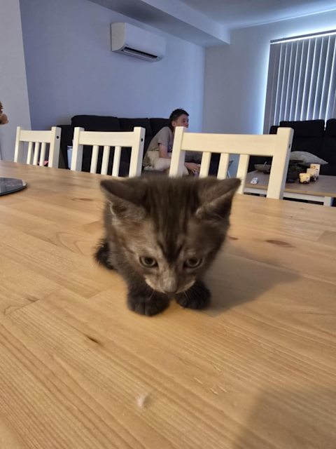 doesmtic x Siamese 8 week old kittens | Cats & Kittens | Gumtree ...