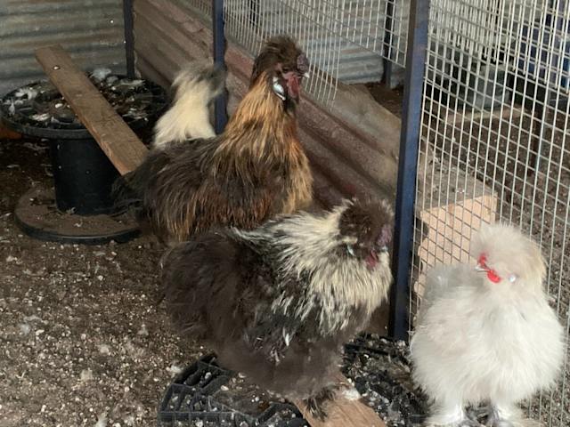 Pure Silkie Chickens | Livestock | Gumtree Australia Dalby Area ...