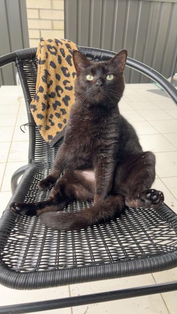 Toothless - Urgent Rehoming | Cats & Kittens | Gumtree Australia ...