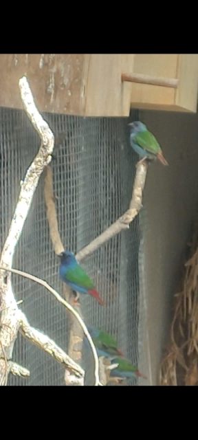 Tricolour parrot finches, yellow rumped finch, masked finch | Birds ...