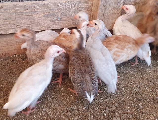 Guinea fowl keets off heat and ready to go | Birds | Gumtree Australia ...