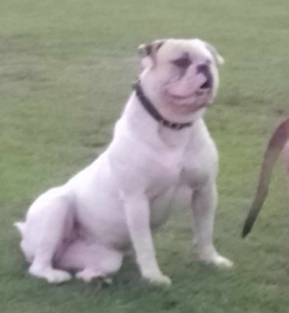 american bulldog,purebred johnson | Dogs & Puppies | Gumtree Australia ...