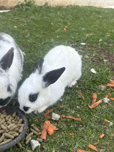 Rabbits | Rabbits | Gumtree Australia Maitland Area - Aberglasslyn ...