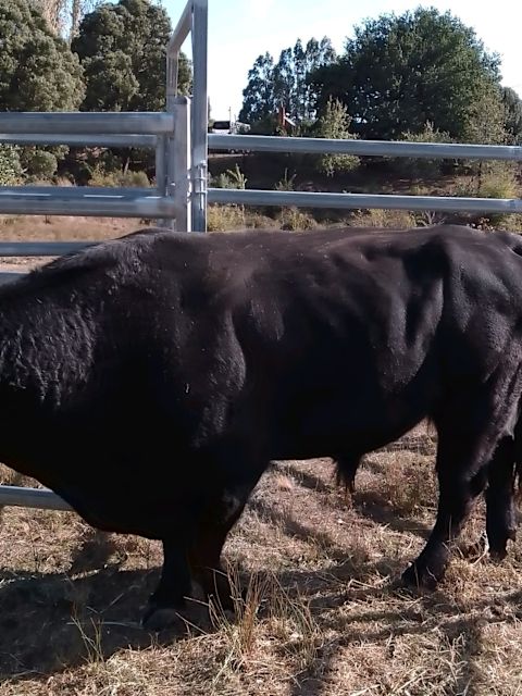 Angus bull and Angus x bull | Livestock | Gumtree Australia West Tamar ...
