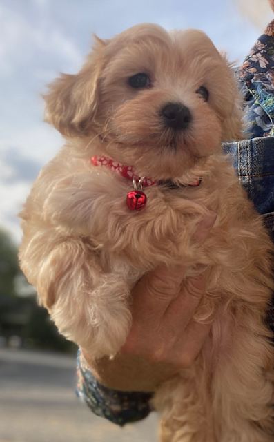 One great little boy toy Moodle | Dogs & Puppies | Gumtree Australia ...