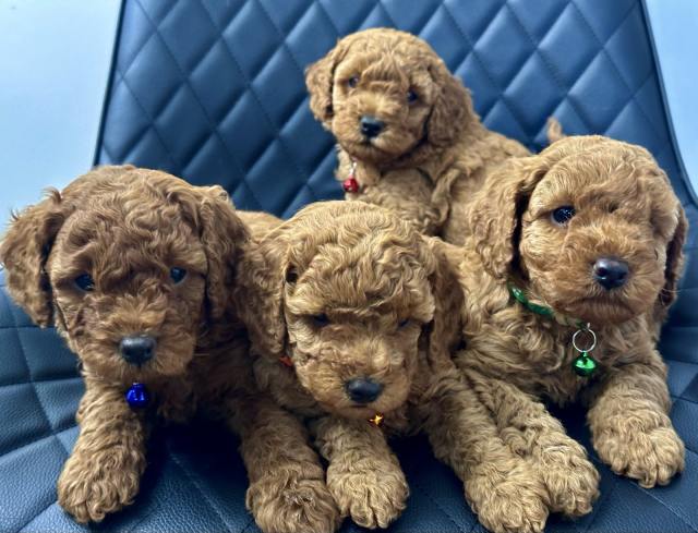 Rare Ruby Red Toy Poodle from PEDIGREE LINEAGE | Dogs & Puppies ...
