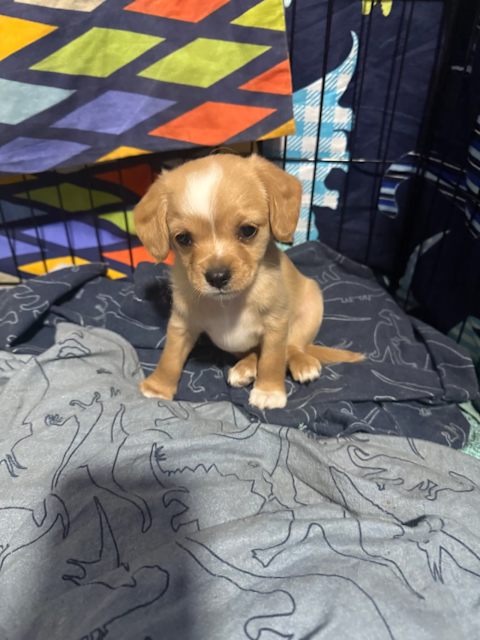 Cavapoo puppies 1st generation | Dogs & Puppies | Gumtree Australia ...