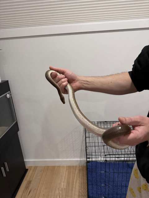 Childrens python snake and complete enclosure | Reptiles & Amphibians ...