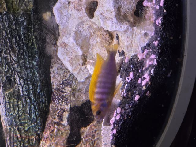 HONGI red top african cichlid | Fish | Gumtree Australia Blacktown Area ...