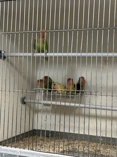 Peachfaces … Fischer .., masks love birds | Birds | Gumtree Australia ...