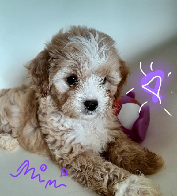 🐶💙OFFERS PLEASE: TINY TOY CAVOODLE PUPPIES RARE APRICOT COLOUR 🩷🐶 ...