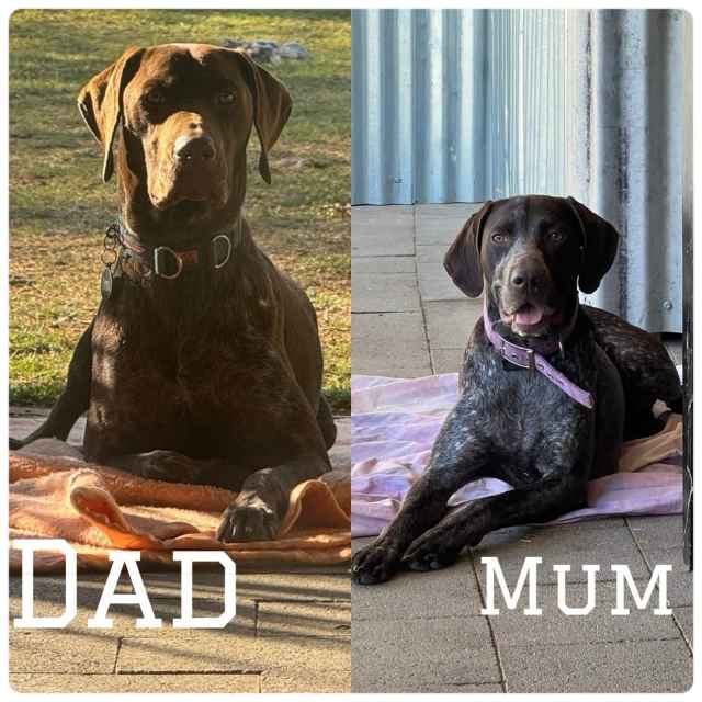 German shorthaired pointer puppies (GSP) | Dogs & Puppies | Gumtree ...