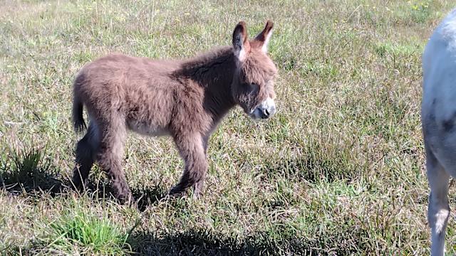 Pure bred Irish donkey | Horses & Ponies | Gumtree Australia Greater ...