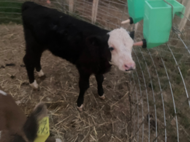 Angus and Hereford x calves | Livestock | Gumtree Australia Campaspe ...