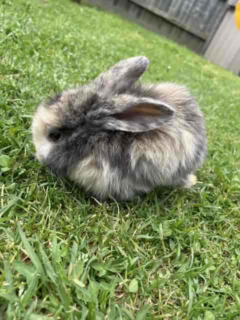All sold!!! Baby Bunnies/ Rabbits | Rabbits | Gumtree Australia Casey ...