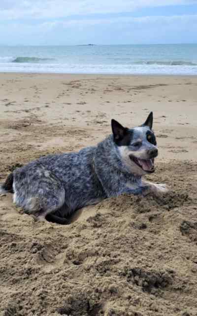 Meet Reef!! | Dogs & Puppies | Gumtree Australia Cairns City ...