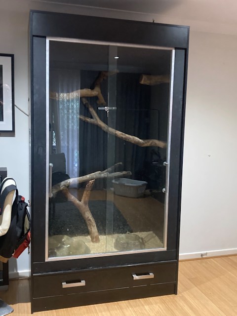 Southwest Carpet Python and enclosure | Reptiles & Amphibians | Gumtree ...