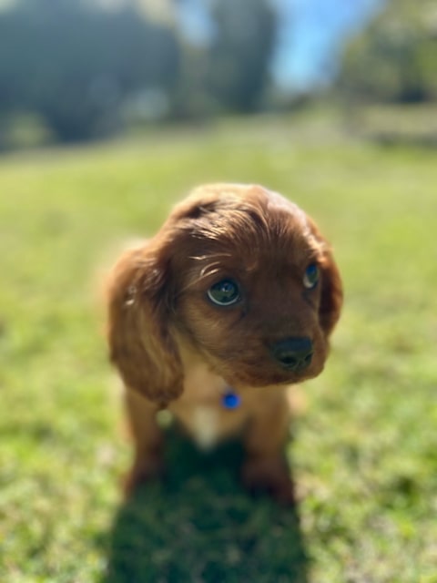 Ruby Red Cavalier King Charles puppies 2 males available | Dogs ...