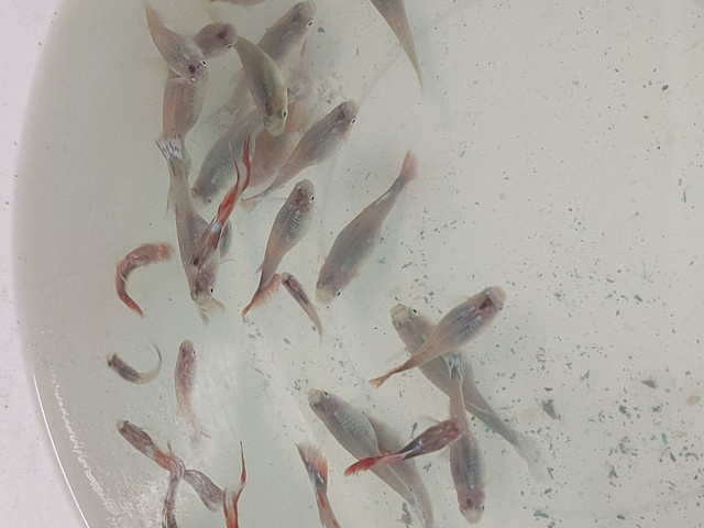 adult female guppies all pregnant | Fish | Gumtree Australia Blacktown ...