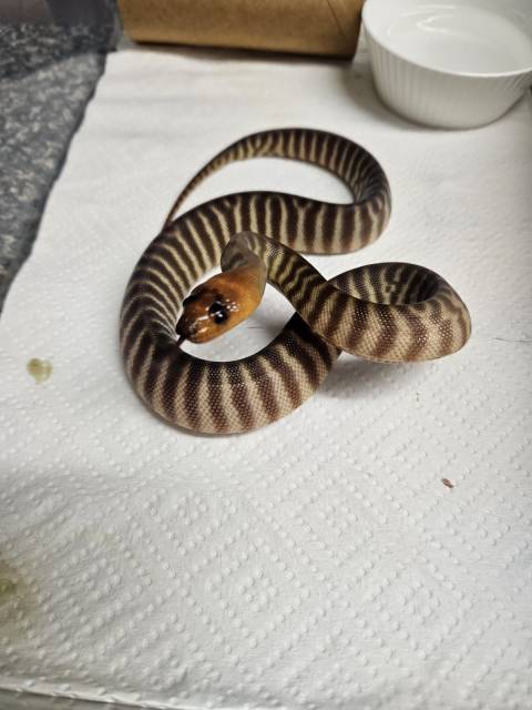 Stunning woma python hatchling | Reptiles & Amphibians | Gumtree ...
