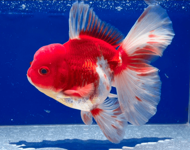 【HIGH Quality】 Budget Imported★Baby Thai Oranda Orchid tail ★ | Fish ...