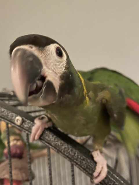 Hand reared yellow collared macaws | Birds | Gumtree Australia Gawler ...