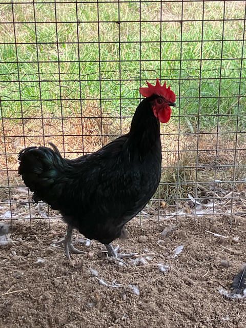 ROOSTERS pure Australorp and heritage roosters | Livestock | Gumtree ...