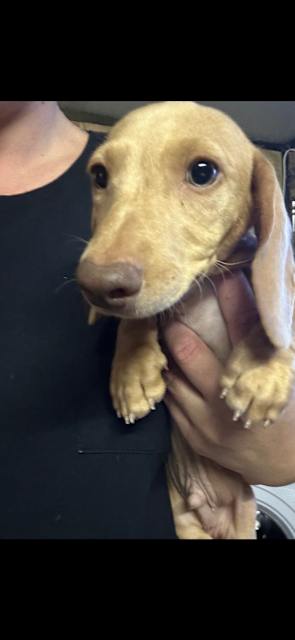 Mini Dashie | Dogs & Puppies | Gumtree Australia Brewarrina Area ...