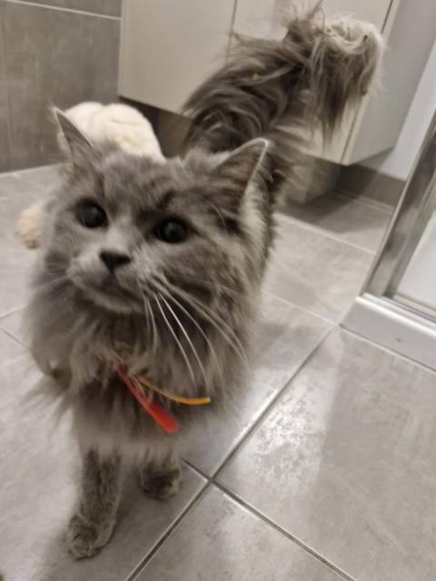 Ragdoll and a Persian bluepoint | Cats & Kittens | Gumtree Australia ...