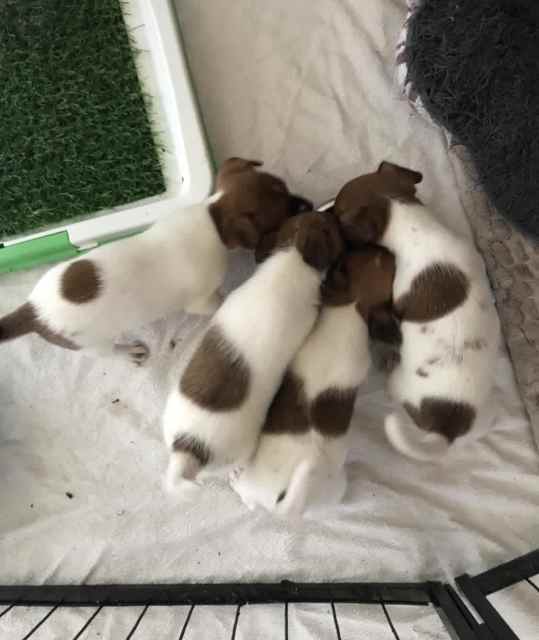 Foxy Mini Foxie puppies | Dogs & Puppies | Gumtree Australia Clarence ...