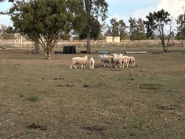 Sheep. Marino x border Lester. | Livestock | Gumtree Australia Upper ...