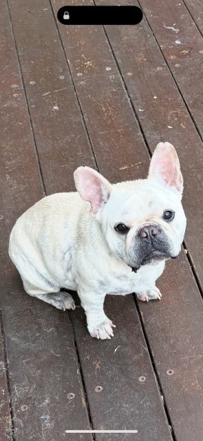 French Bulldog Frenchie | Dogs & Puppies | Gumtree Australia Blacktown ...