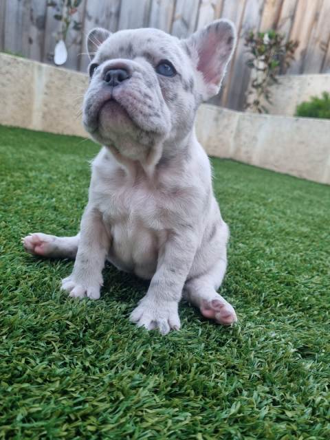 Merle French bulldog | Dogs & Puppies | Gumtree Australia Swan Area ...