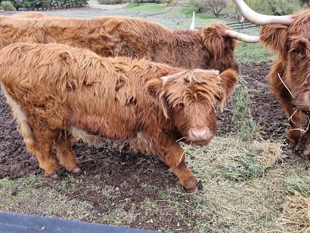 Highland Heifer and Cows | Livestock | Gumtree Australia Macedon Ranges ...