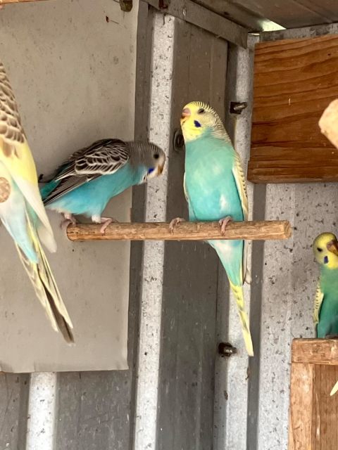 Young budgies | Birds | Gumtree Australia Geelong City - Whittington ...