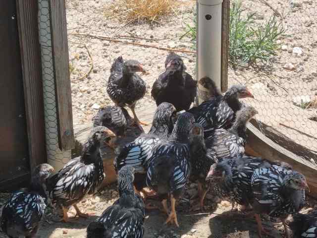 6 to 10 week old chicks for sale | Livestock | Gumtree Australia Swan ...