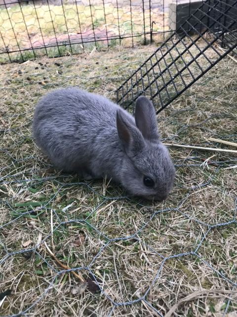 8 week old male bunny Lop/Nertherland | Rabbits | Gumtree Australia ...