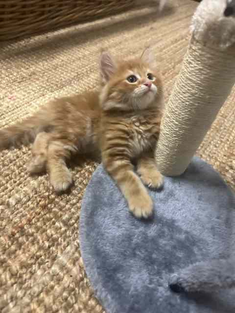 Gorgeous fluffy ginger male kitten | Cats & Kittens | Gumtree Australia ...