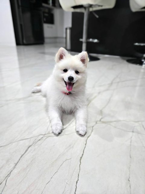 Pure Japanese spitz puppy | Dogs & Puppies | Gumtree Australia The ...