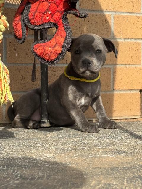 English Staffordshire Bull Terriers blue | Dogs & Puppies | Gumtree ...