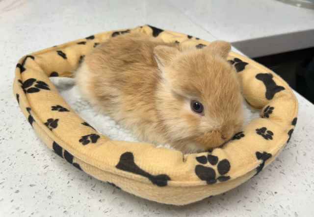 SOLD - RABBIT-HALF BREED LOP/MINI LOP | Rabbits | Gumtree Australia ...