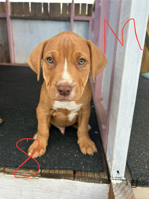 Bull arab x Mastiff puppies. | Dogs & Puppies | Gumtree Australia ...