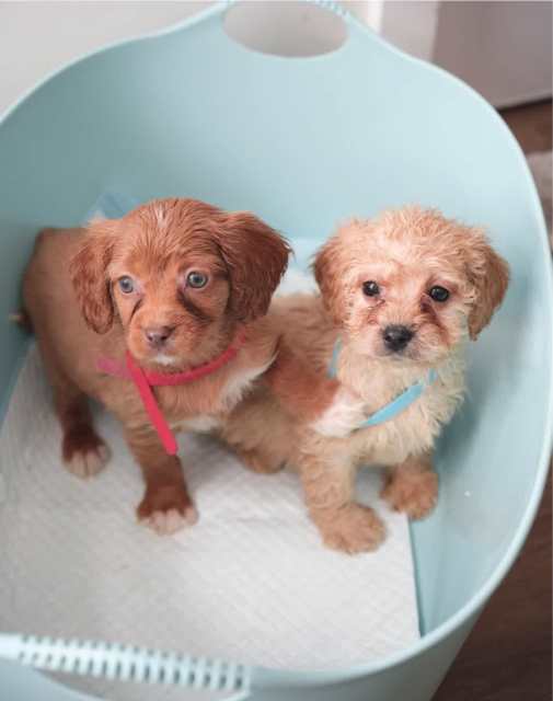 Gorgeous F2 cavoodle puppies available now!🐶 | Dogs & Puppies | Gumtree ...