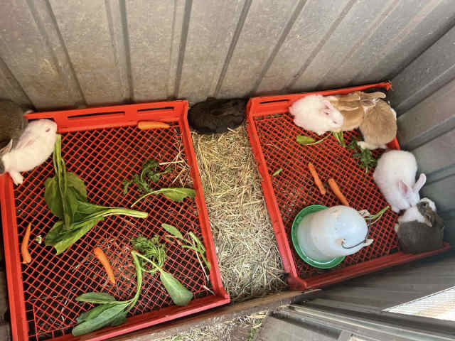 Flemish Giant x Rex rabbits | Rabbits | Gumtree Australia Playford Area ...