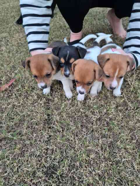 Jack Russell x Mini Foxy puppies | Dogs & Puppies | Gumtree Australia ...