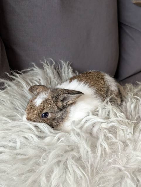 Baby Dwarf Lop Blue Eyed Bunnies For Sale (2 Left) | Rabbits | Gumtree ...