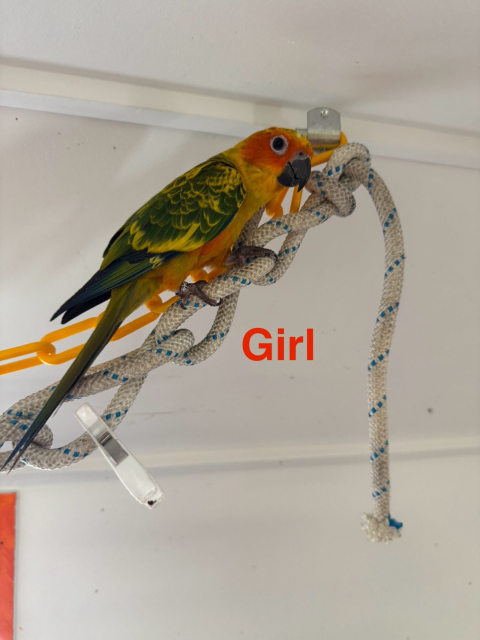 Hand raised parrots macaws and more | Birds | Gumtree Australia ...
