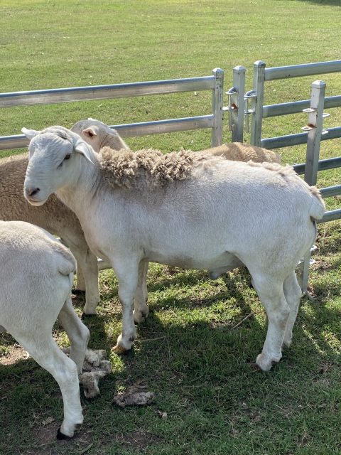 Aussie White ram and wethers | Livestock | Gumtree Australia Liverpool ...